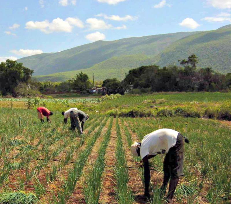 About us – Walkers Wood – Caribbean Foods